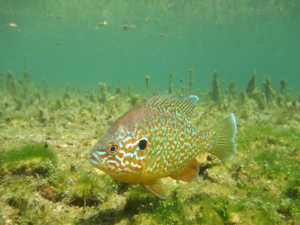 Perche_soleil_ARondeau (3) - Rph